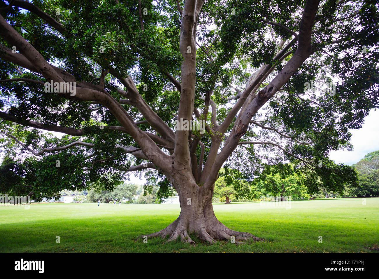 Old tree hi-res stock photography and images - Alamy
