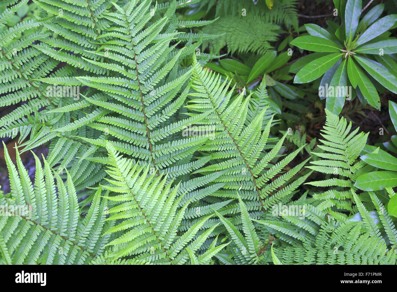 Vascular cryptogams hi-res stock photography and images - Alamy