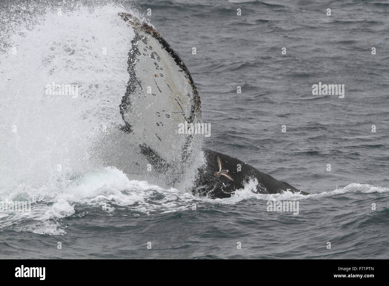 Humpback Whale off the Farallon Islands Stock Photo - Alamy