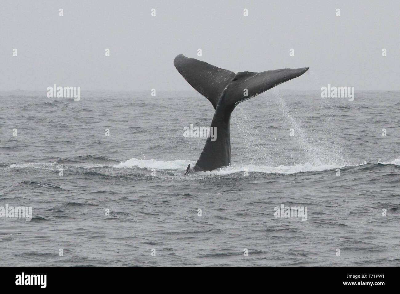 Humpback Whale off the Farallon Islands Stock Photo - Alamy