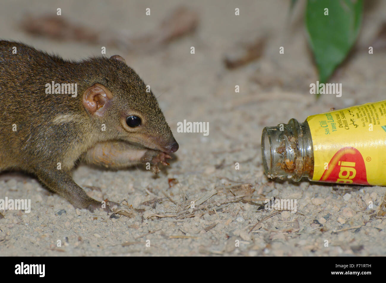 Asian squirrel hi-res stock photography and images - Alamy
