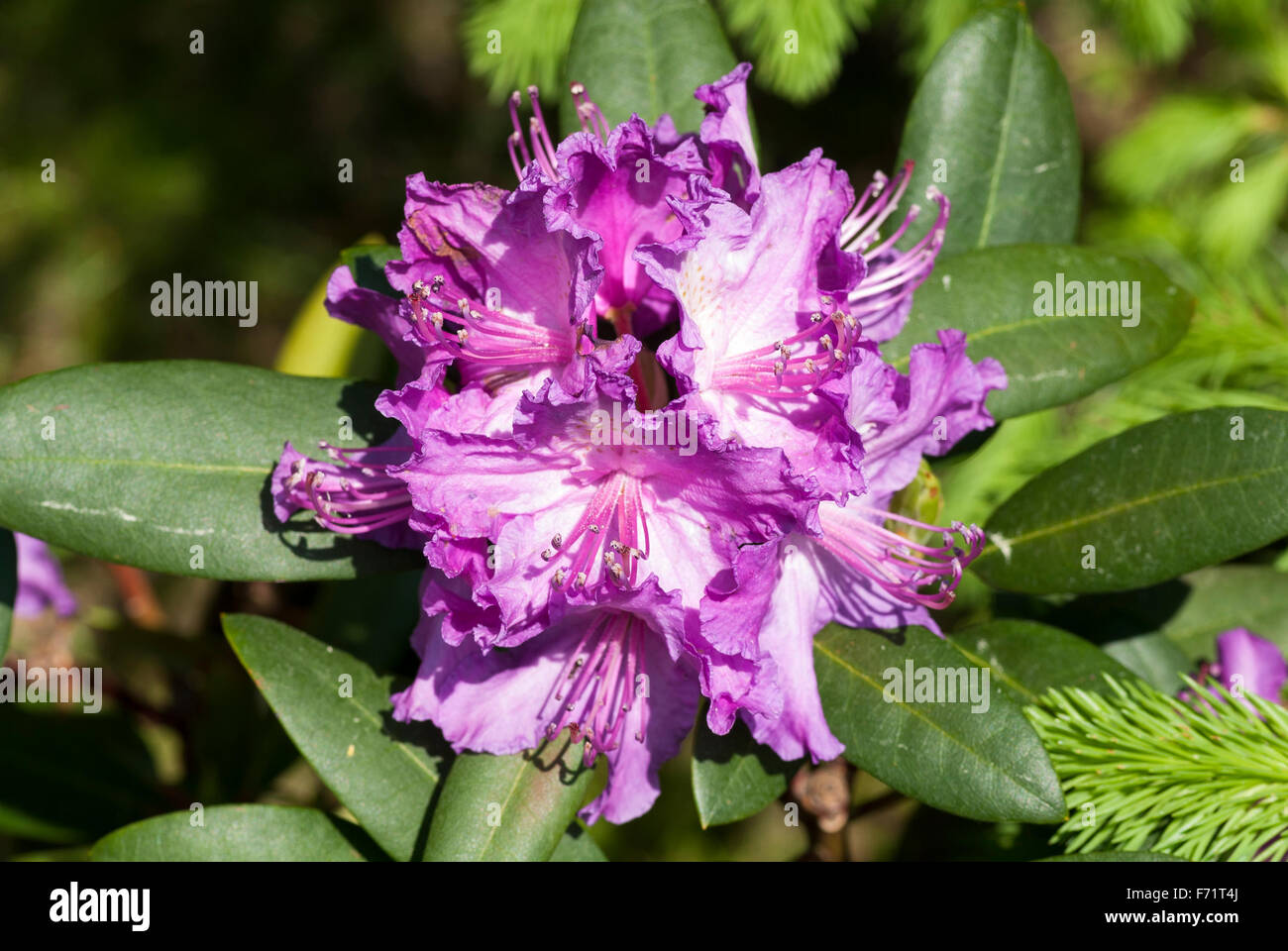 Rhododendron Unique High Resolution Stock Photography and Images - Alamy