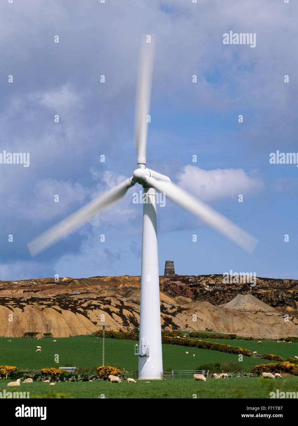 One turbine of Trysglwyn Fawr Wind Farm, with the ruined windmill of ...