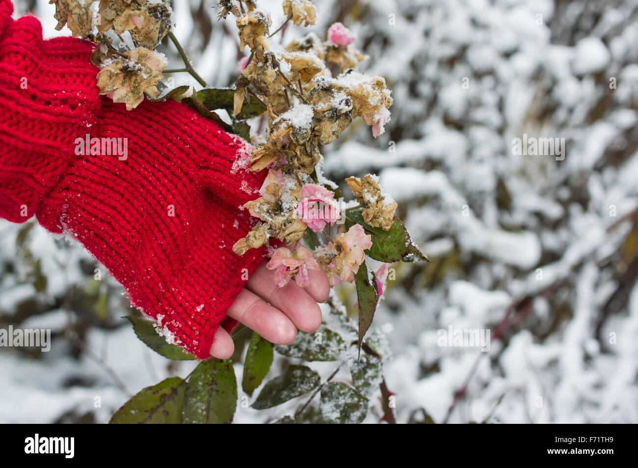 Frozen Roses Bush Stock Photo - Alamy