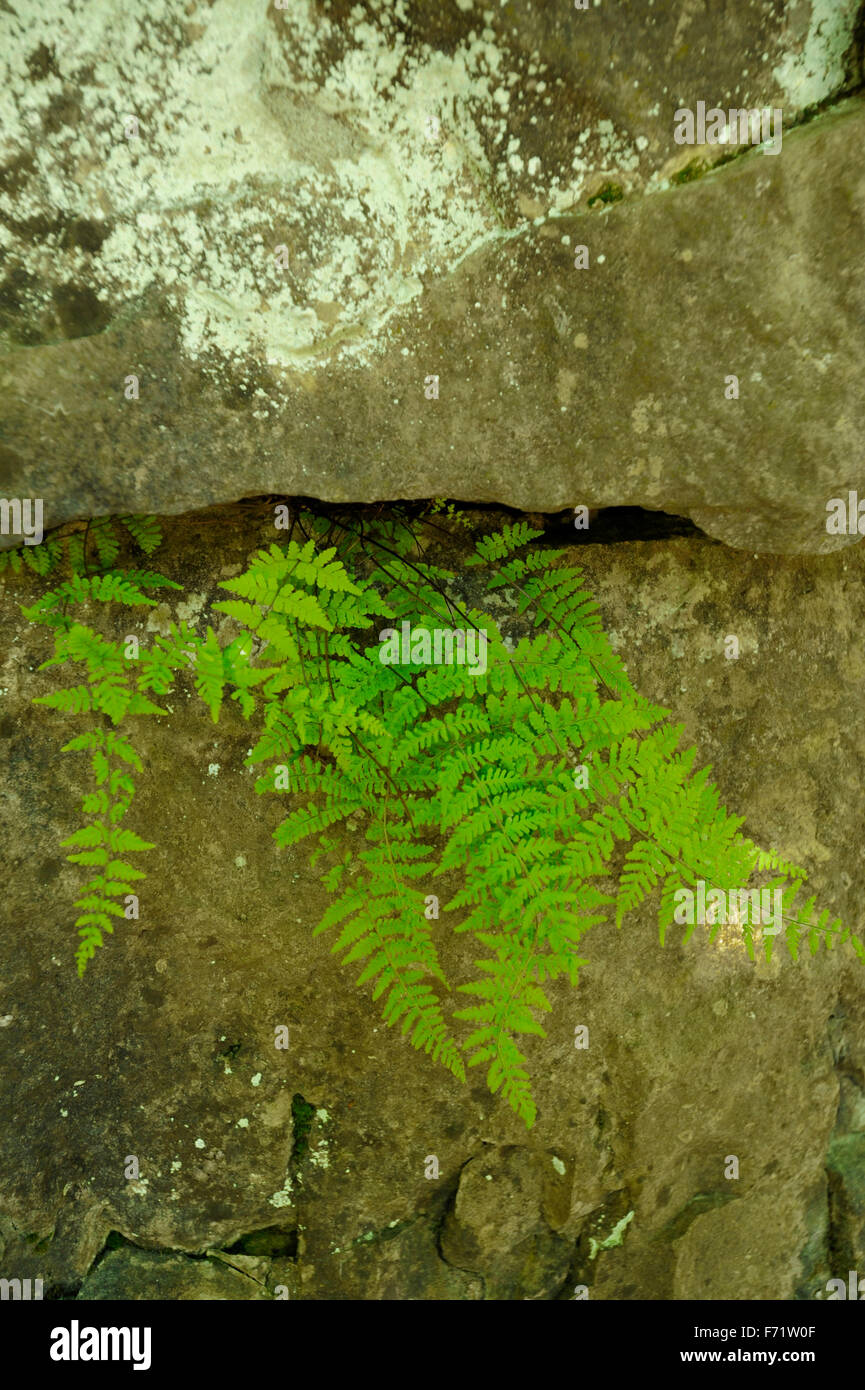 Ferns growing wall hi-res stock photography and images - Alamy