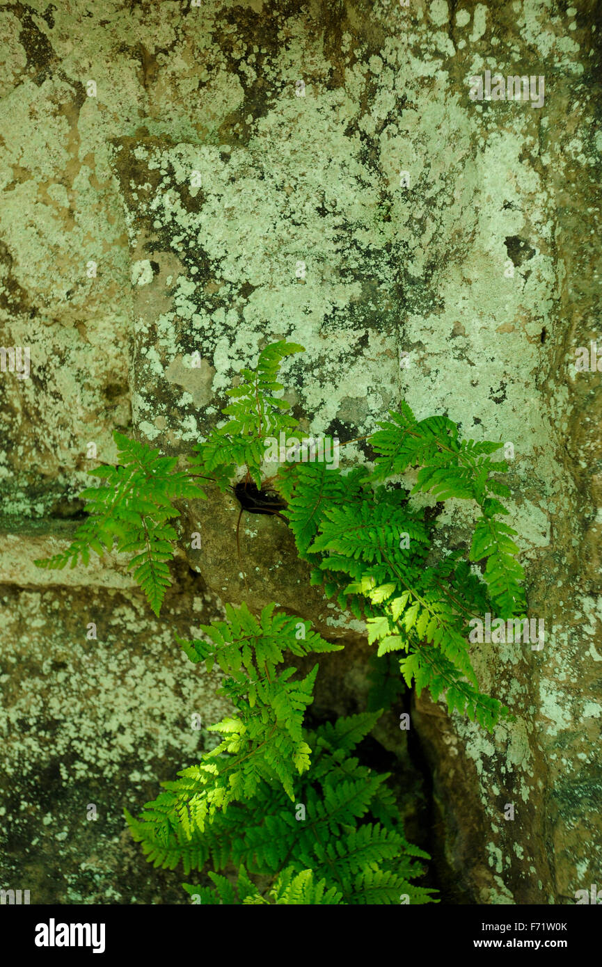 Ferns and lichens growing out of rock wall Stock Photo - Alamy