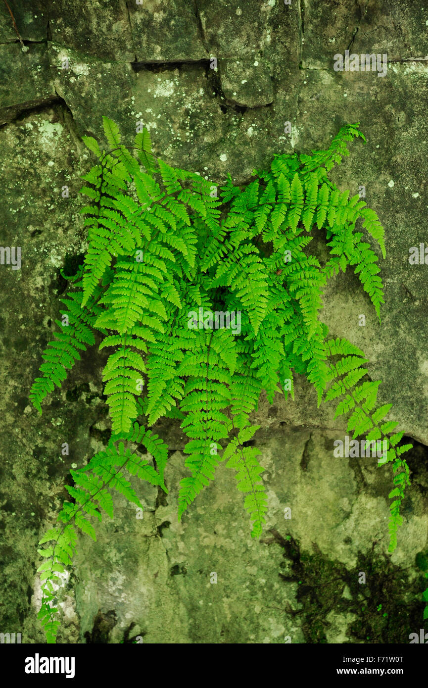 Ferns and lichens growing out of rock wall Stock Photo - Alamy