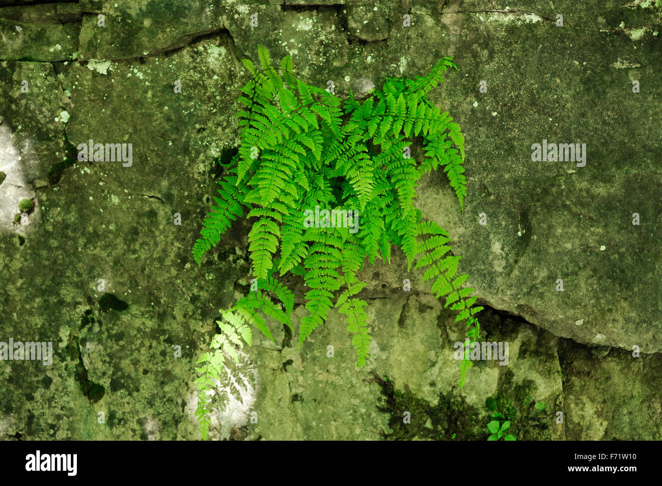 Ferns growing wall hi-res stock photography and images - Alamy