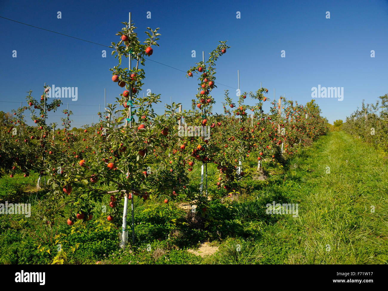 Apple orchard in fall in Indiana Stock Photo - Alamy