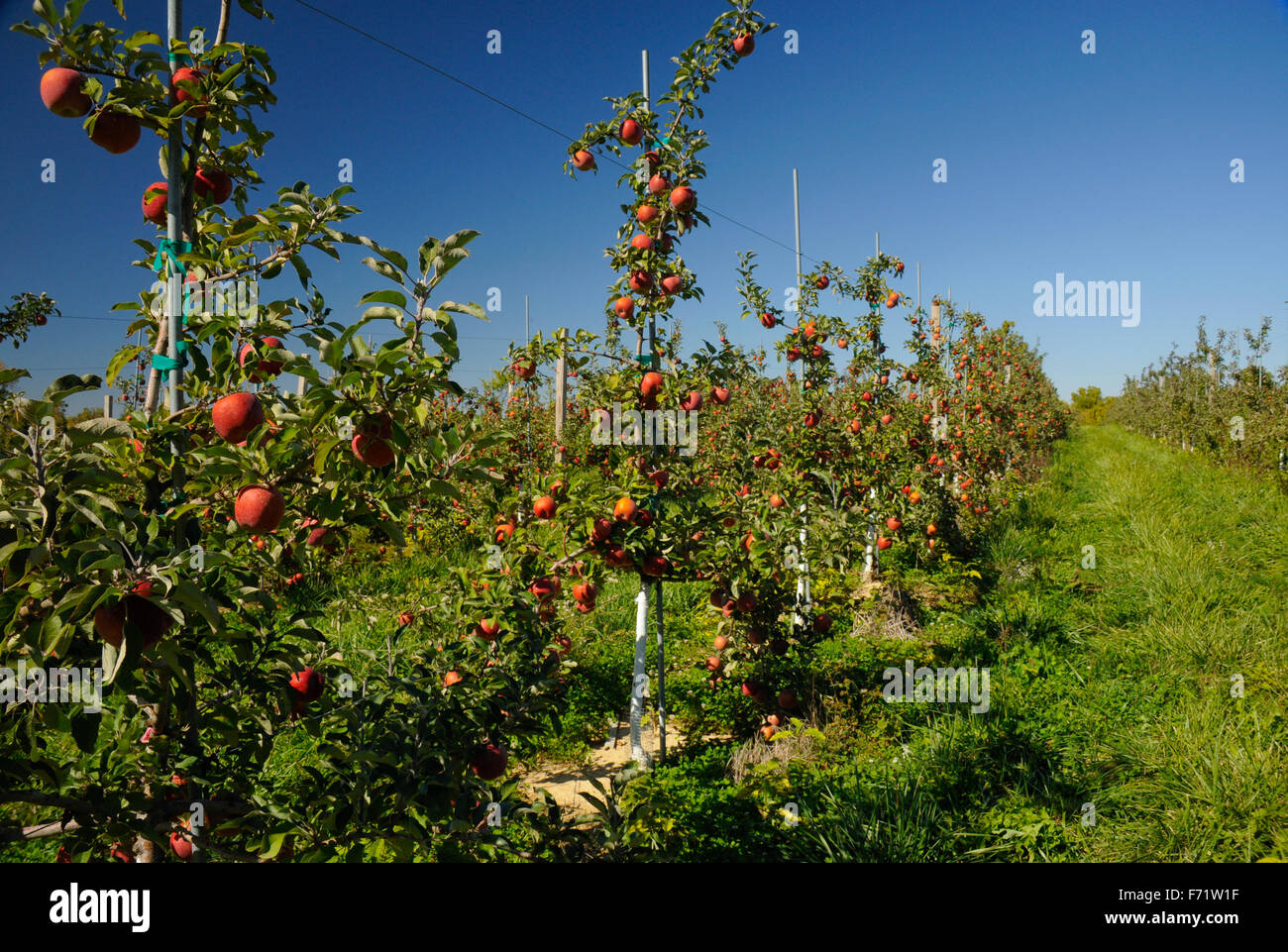 Apple orchard in fall in Indiana Stock Photo - Alamy