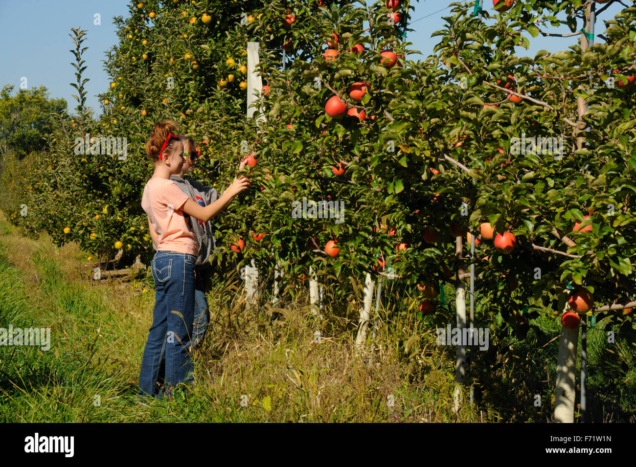 Picking apples orchard hi-res stock photography and images - Alamy