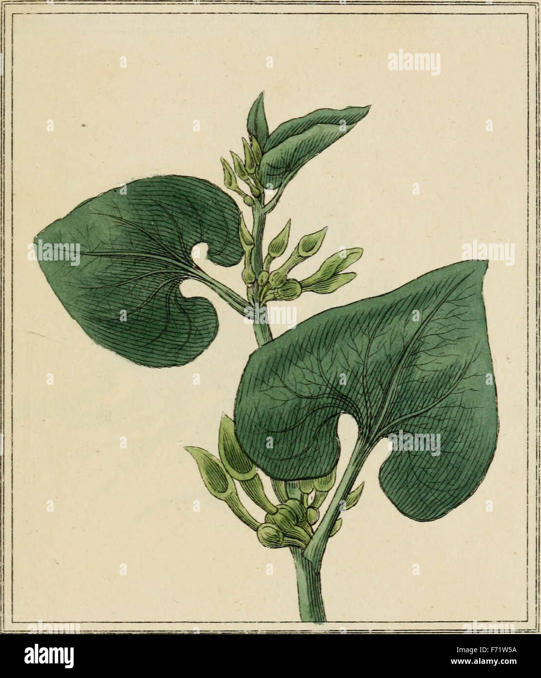 Elements of the science of botany, as established by Linnaeus; with ...