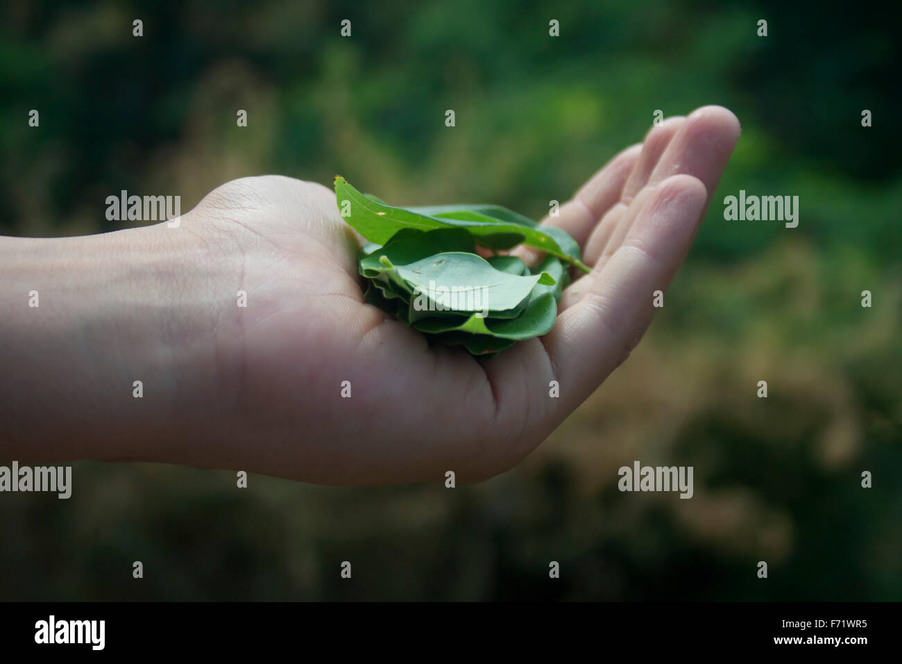 Save Trees - Save earth Stock Photo - Alamy
