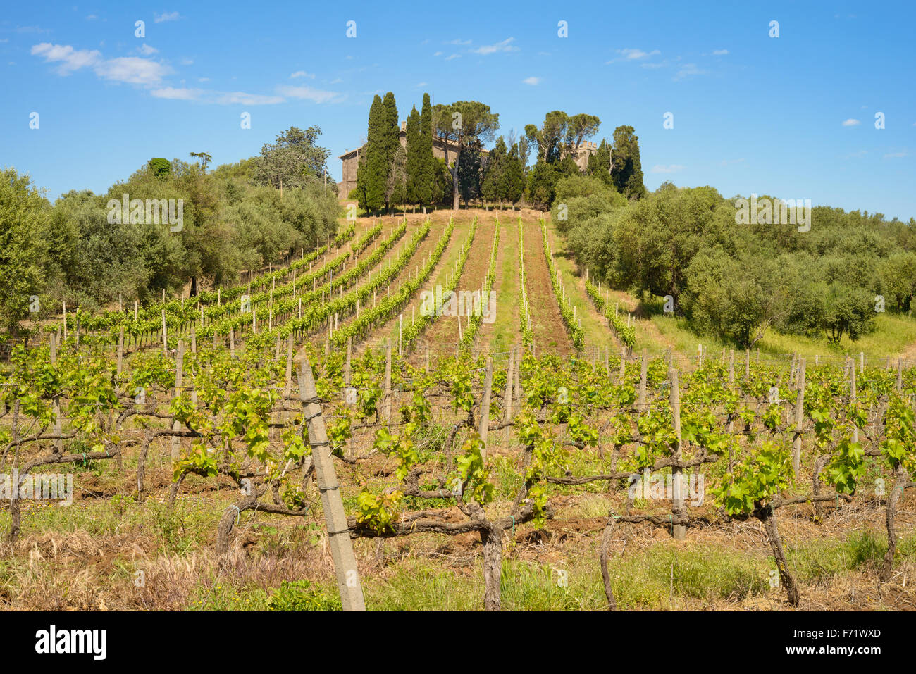 Italian Vineyard in spring in countryside of Rome Stock Photo - Alamy