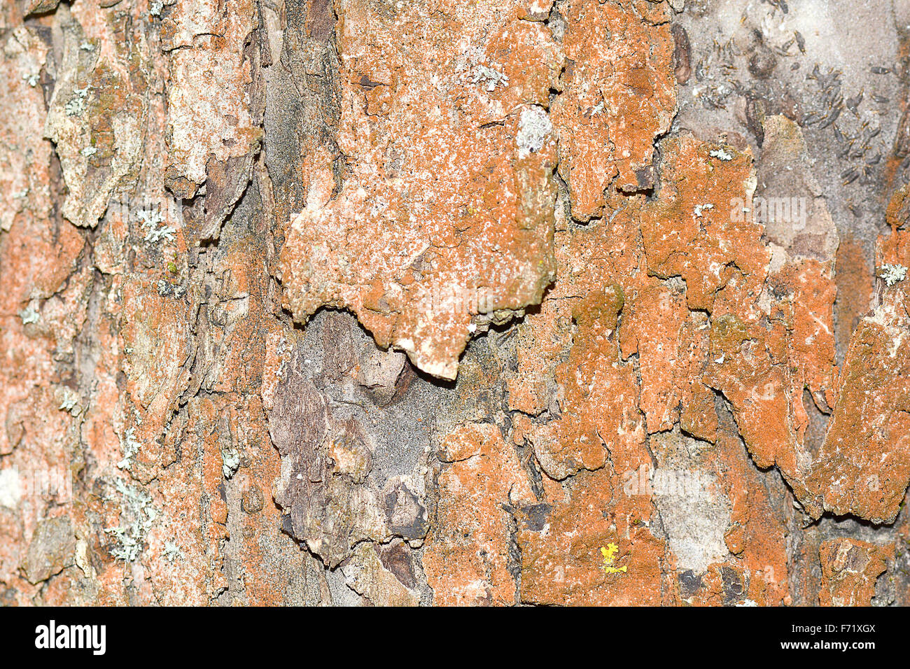 Wood tree texture hi-res stock photography and images - Alamy