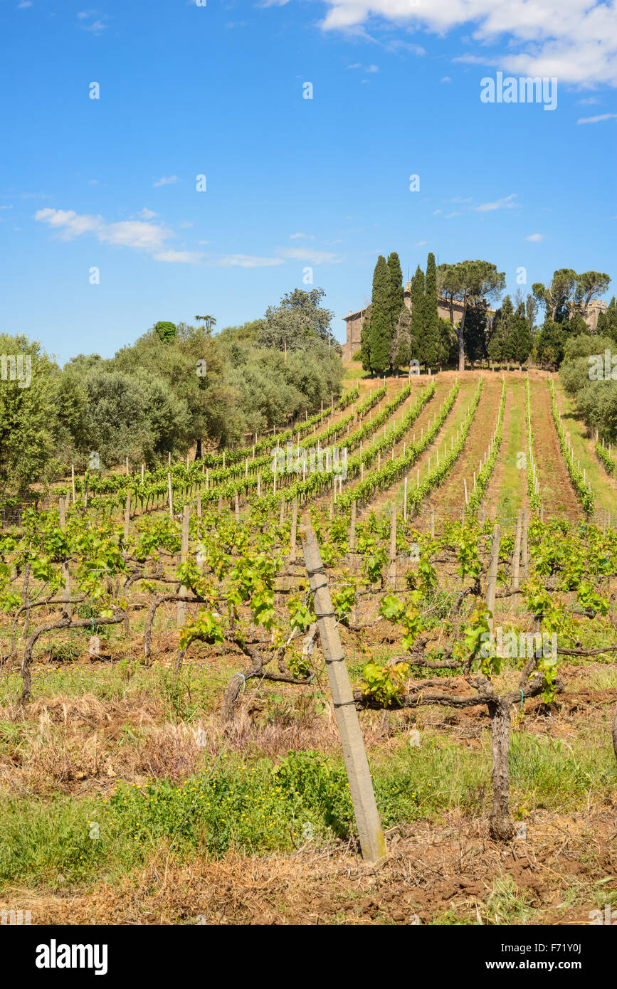 Italian Vineyard in spring in countryside of Rome Stock Photo - Alamy