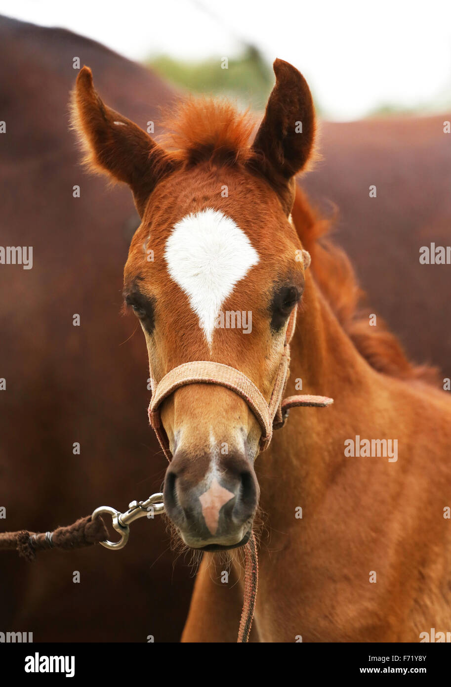 Head shot of a thoroughbred little arabian colt Stock Photo - Alamy