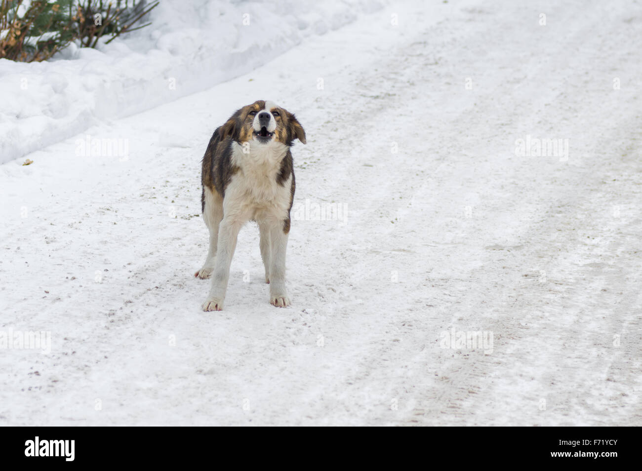 Dog barking and street hi-res stock photography and images - Alamy