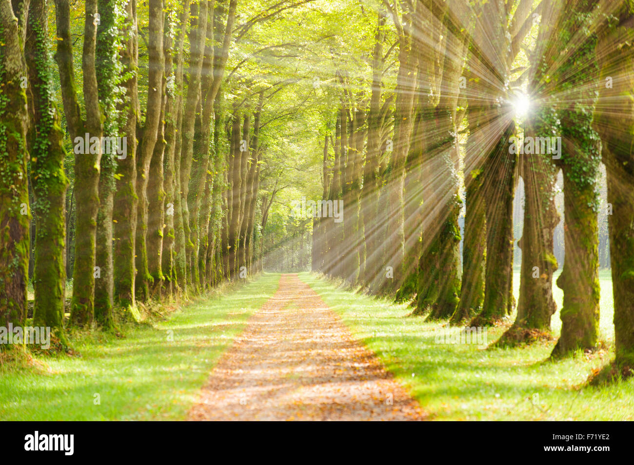 tree alley with way and sunbeams Stock Photo - Alamy