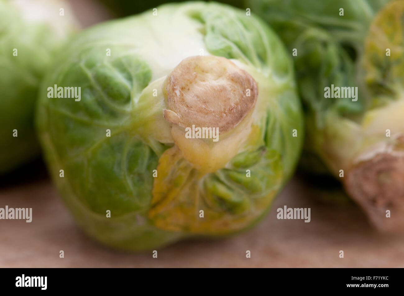 Edible sprout hi-res stock photography and images - Alamy