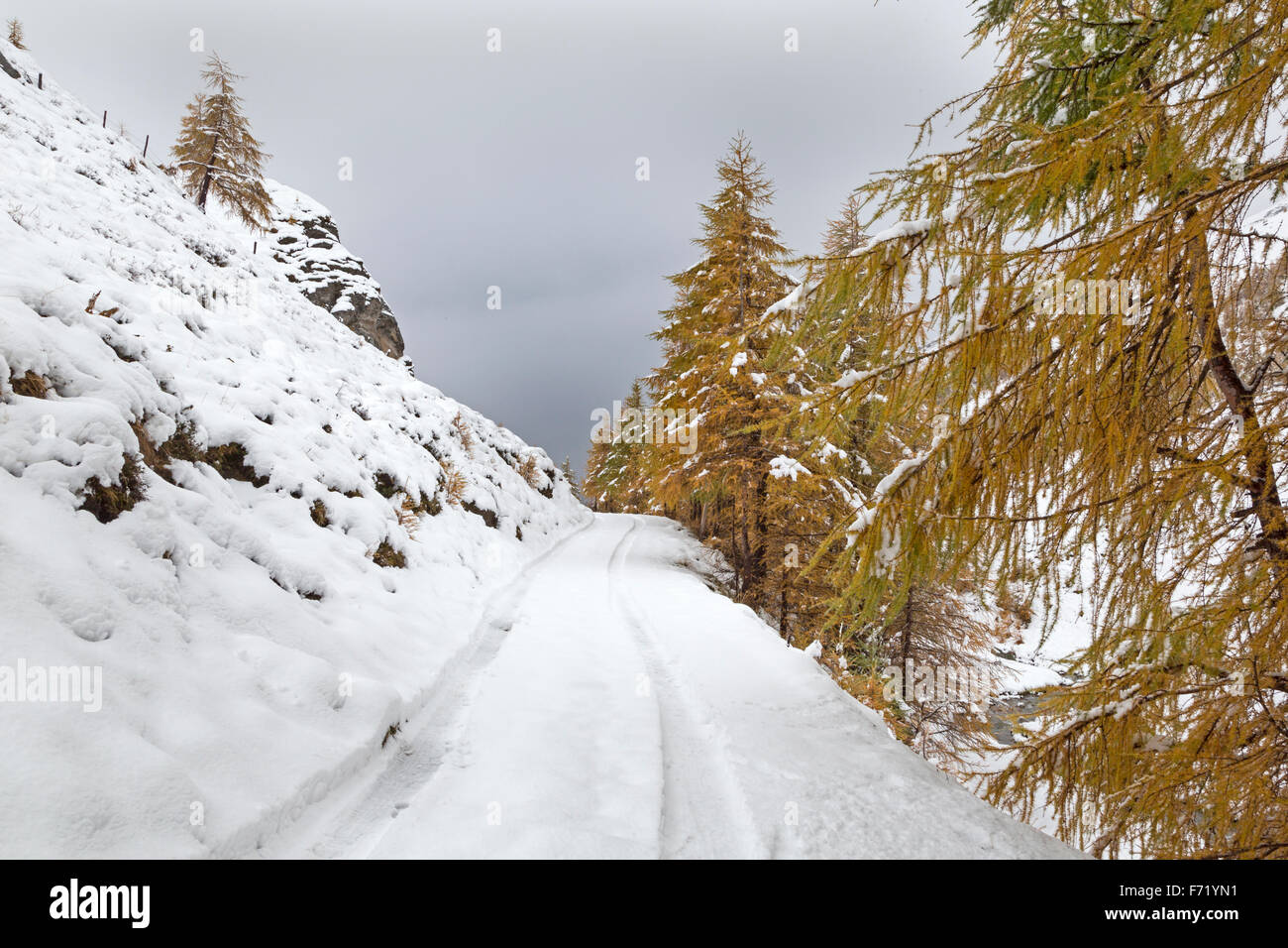 Larch forest at Fleißtal, High Tauern National Park, Austria,Europe ...