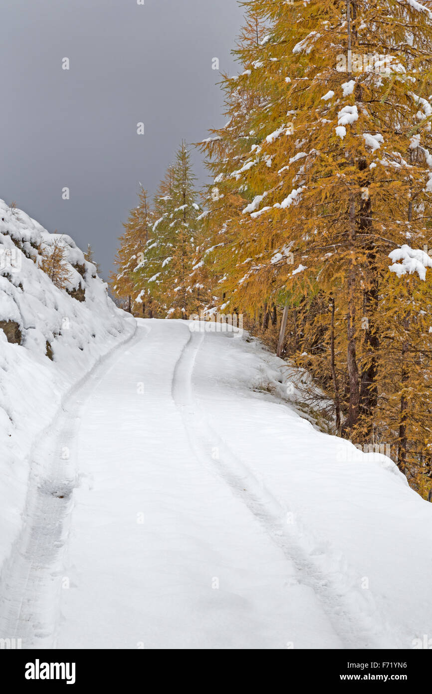 Larch forest at Fleißtal, High Tauern National Park, Austria,Europe ...