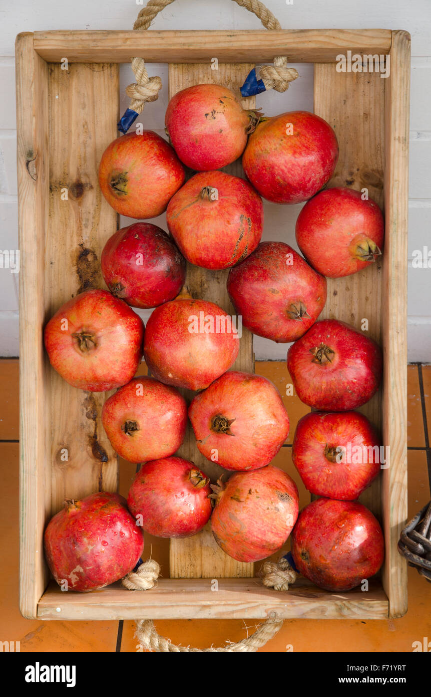 A crate of pomegranate on display in Jaffa, Israel Stock Photo - Alamy