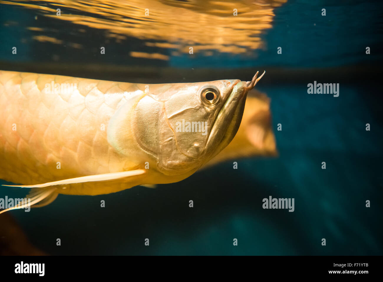 Osteoglossidae hi-res stock photography and images - Alamy