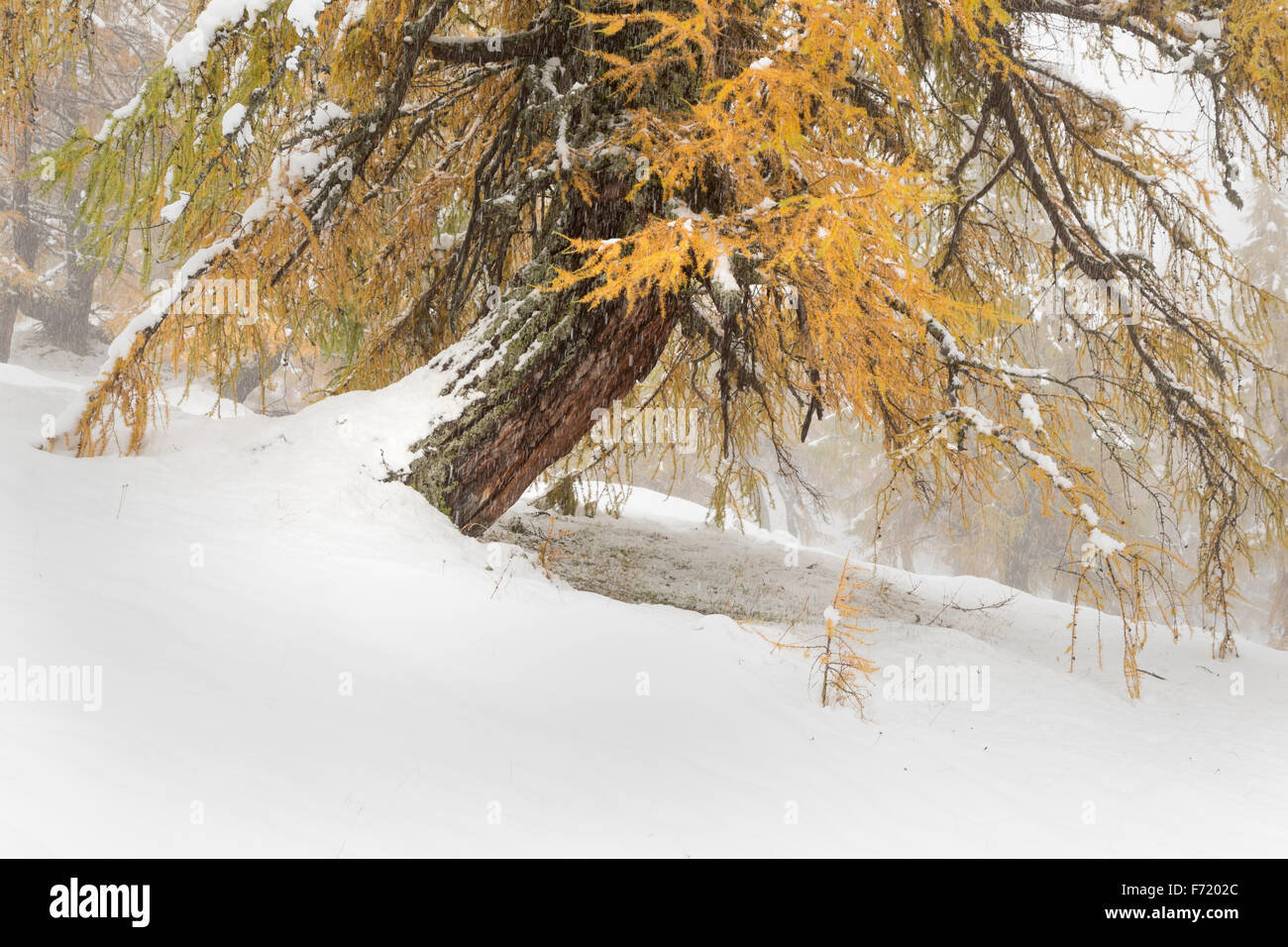 Larch forest at Fleißtal, High Tauern National Park, Austria,Europe ...