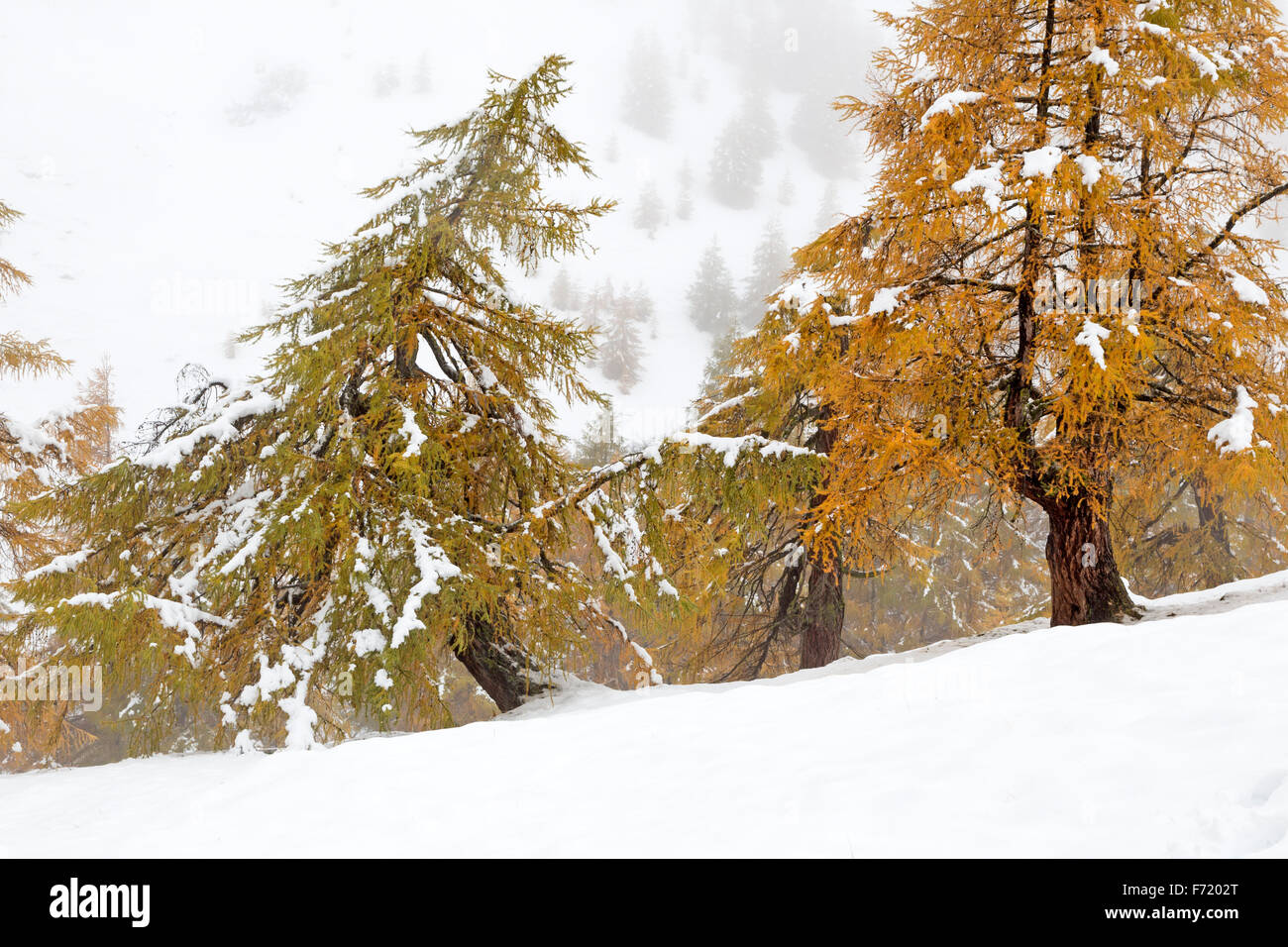 Larch forest at Fleißtal, High Tauern National Park, Austria,Europe ...