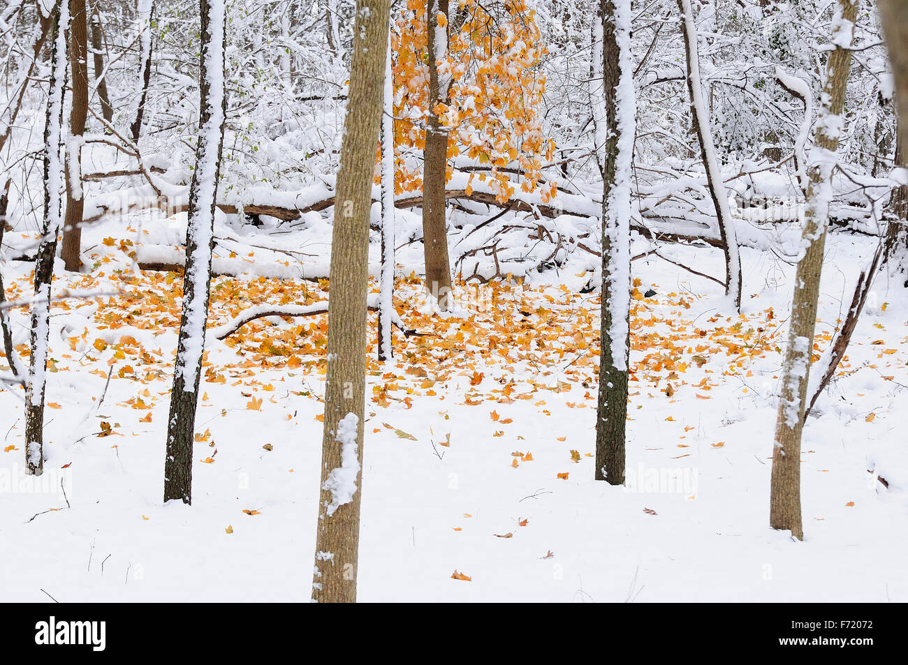 An early snowfall catches leaves on top of snow Stock Photo - Alamy