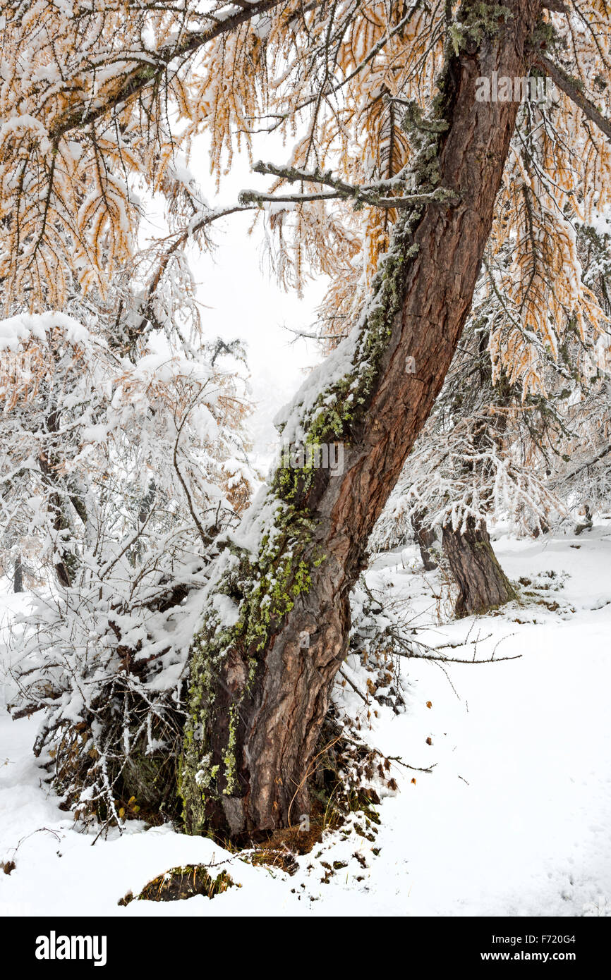 Larch forest at Kalser Valley, High Tauern National Park, Austria ...