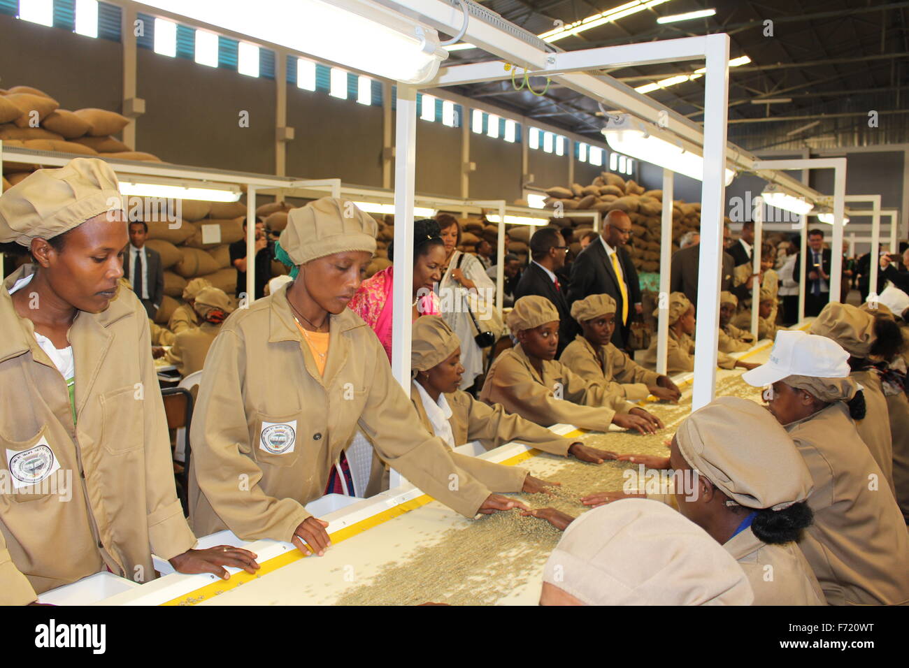 Workers examine and sort freshly dried coffee to remove damaged or ...