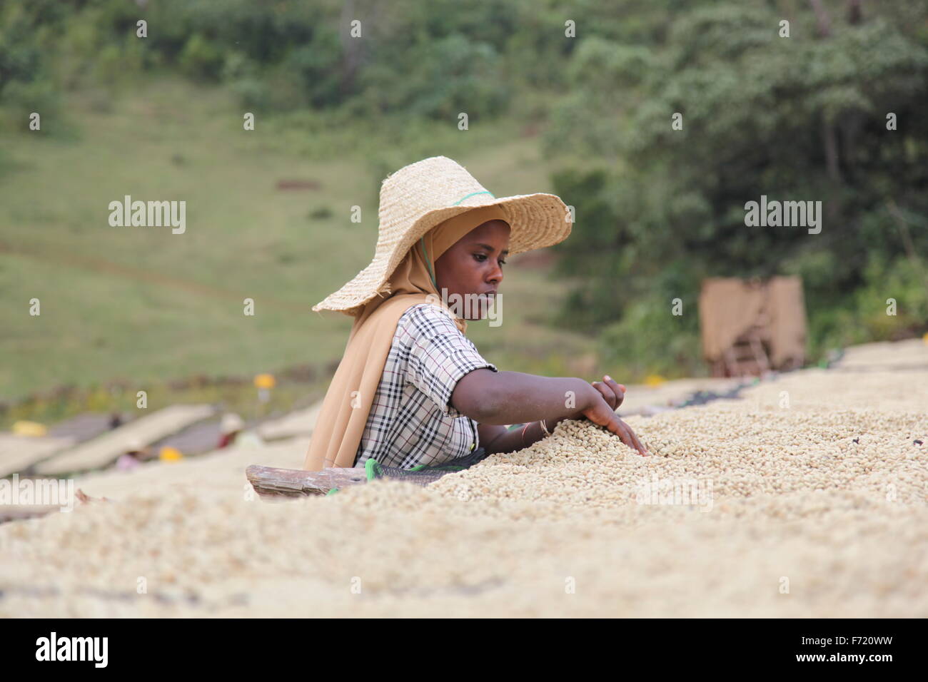 Workers spread freshly harvested raw coffee beans out in the sun for ...