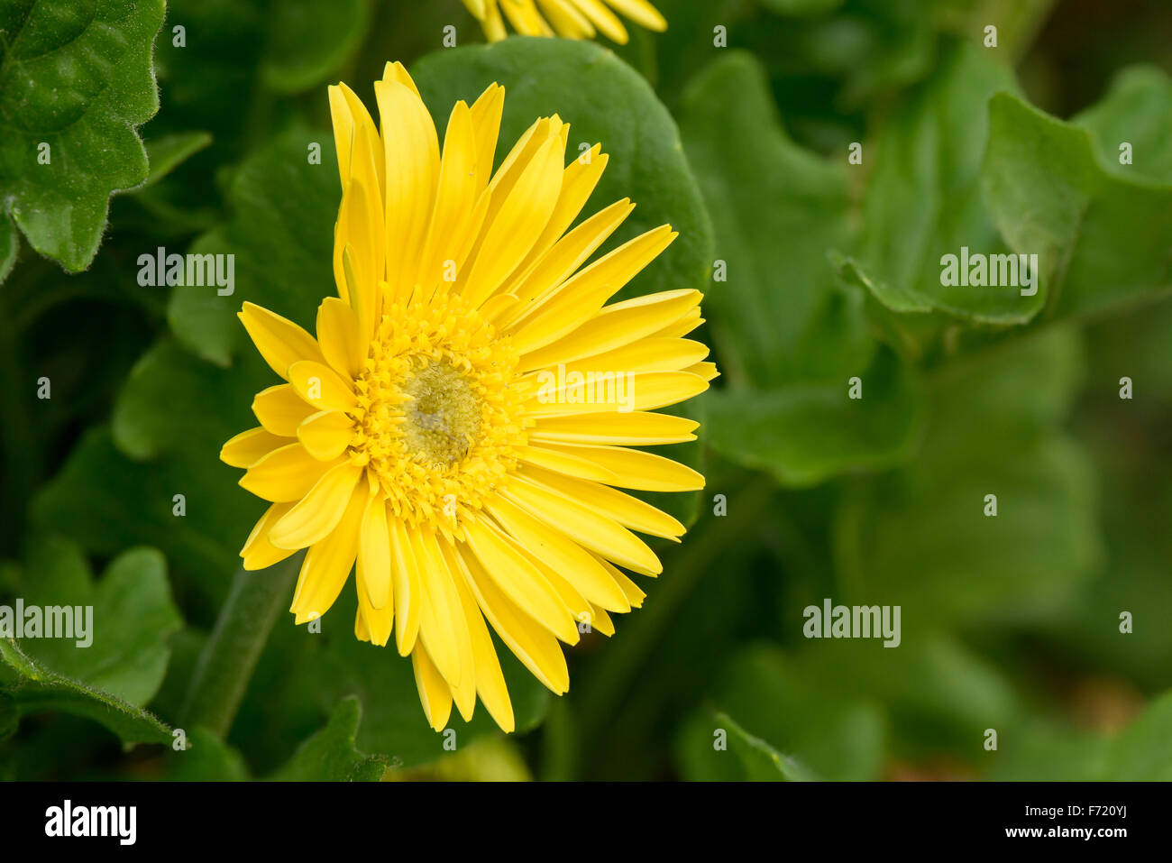 Close up of a nice yellow daisy flower Stock Photo - Alamy