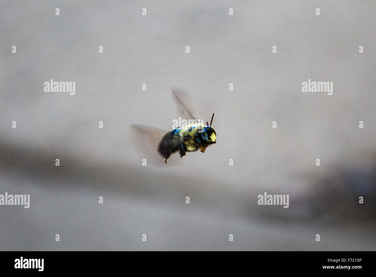 Carpenter bee flying Stock Photo - Alamy