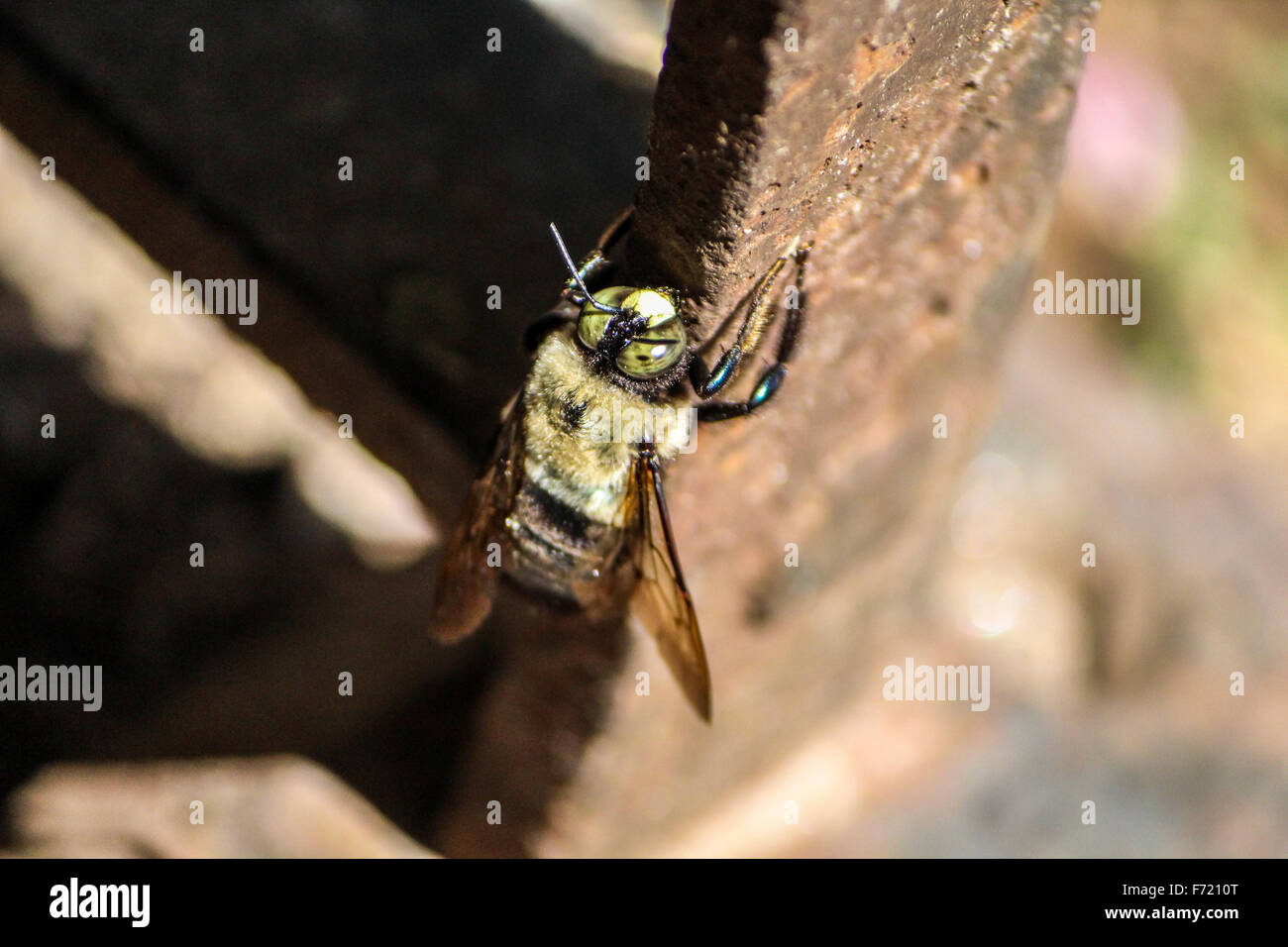 Carpenter bee resting Stock Photo - Alamy