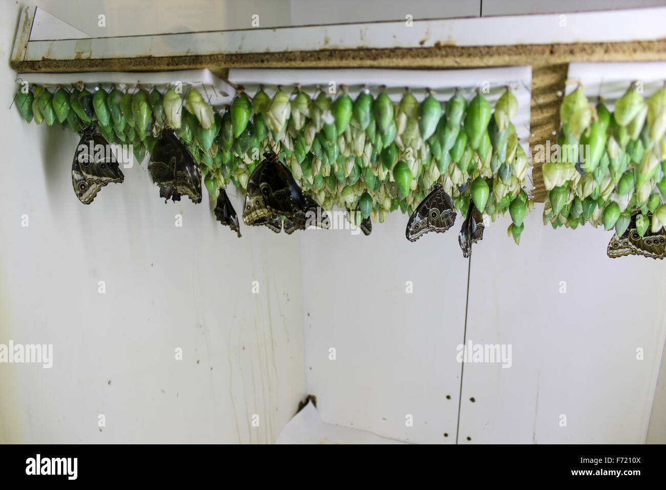 Cocoon hatching hi-res stock photography and images - Alamy