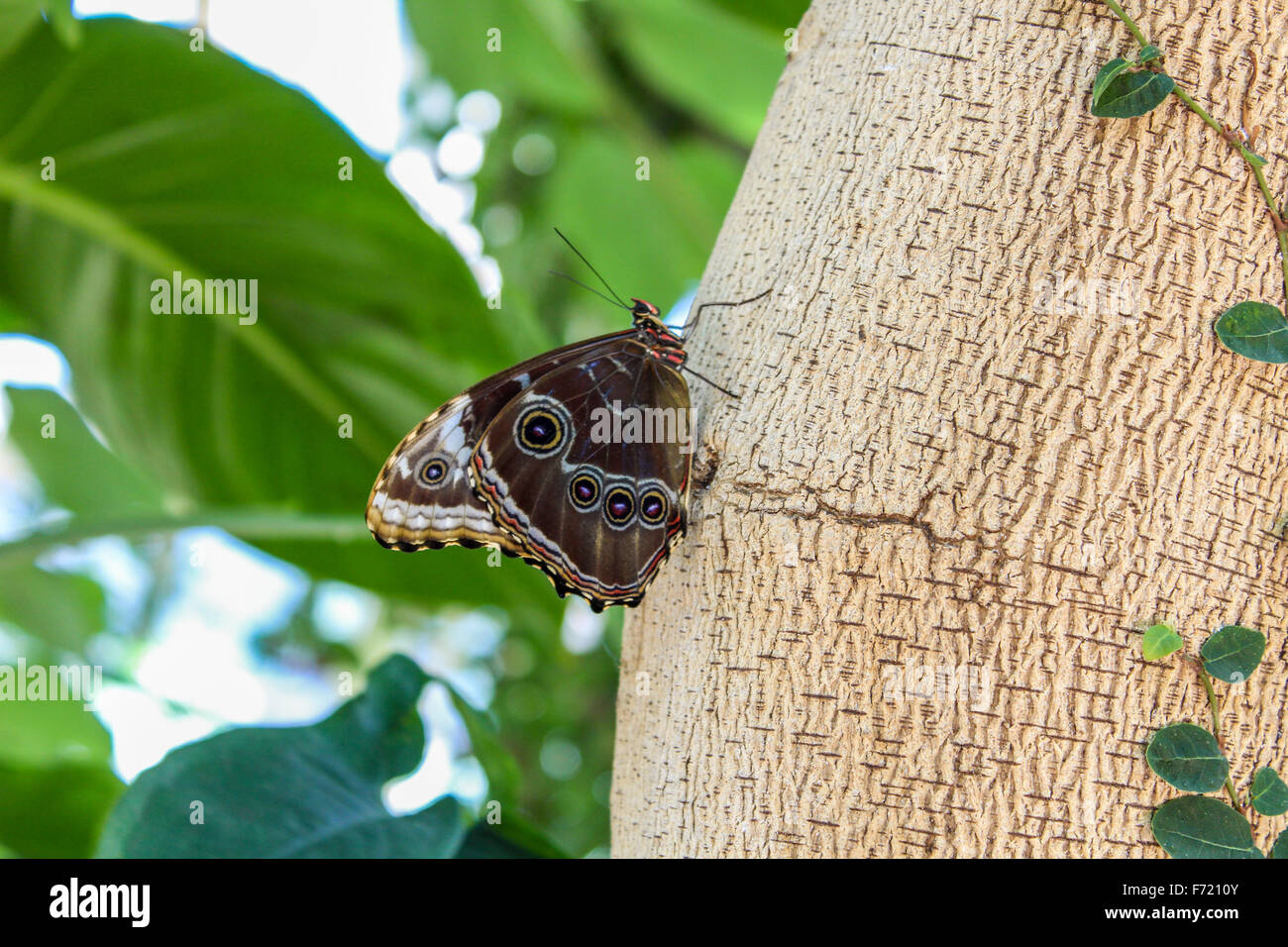 Butterfly sitting on a tree Stock Photo - Alamy