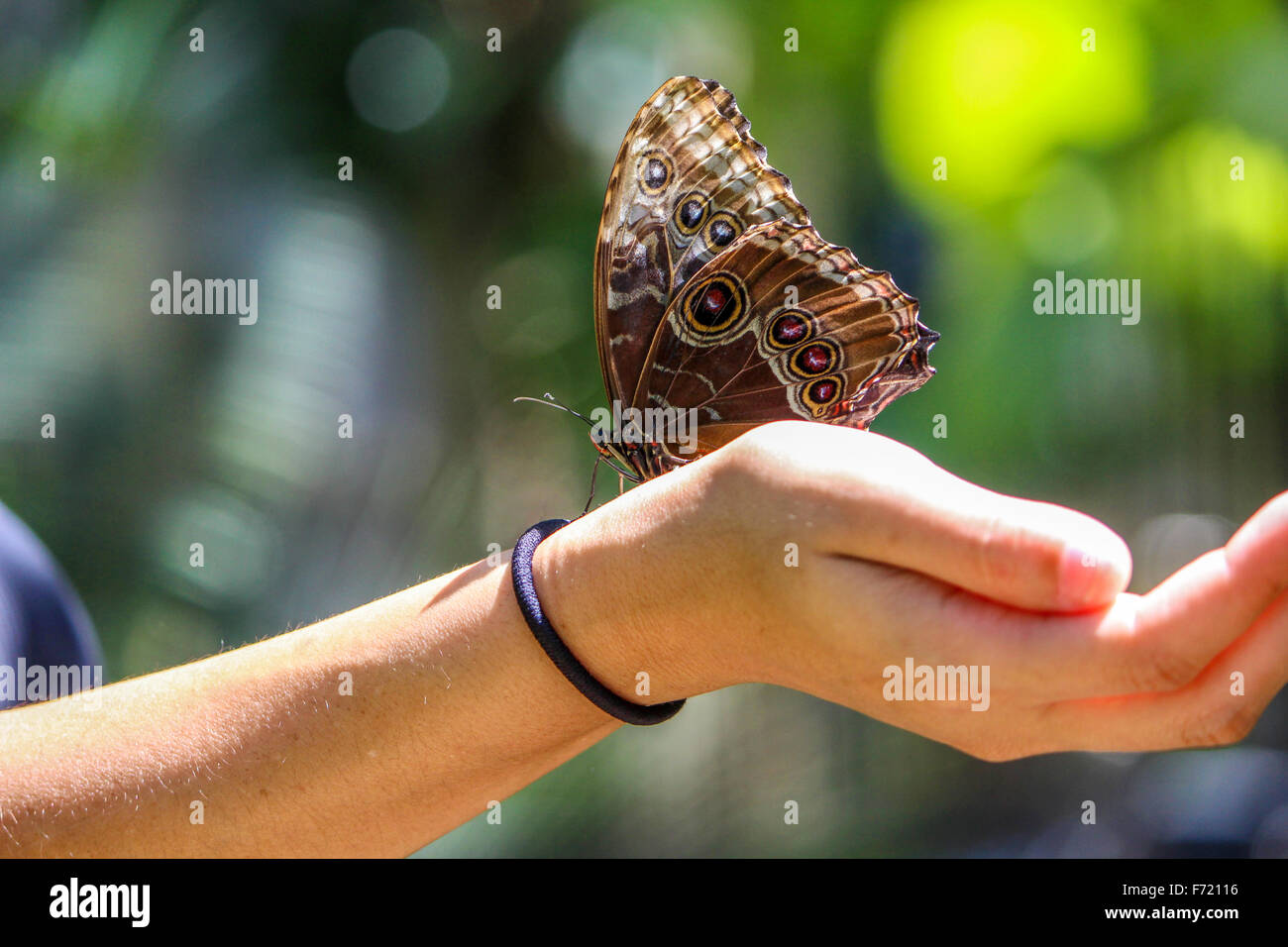 Beautiful butterfly sitting on hand hi-res stock photography and images ...