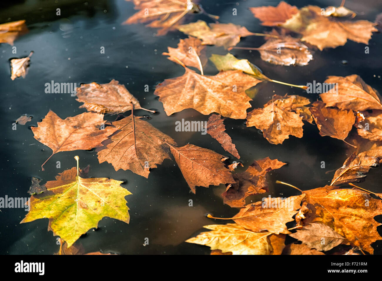 Autumn leaves in water autumn footage Stock Photo - Alamy