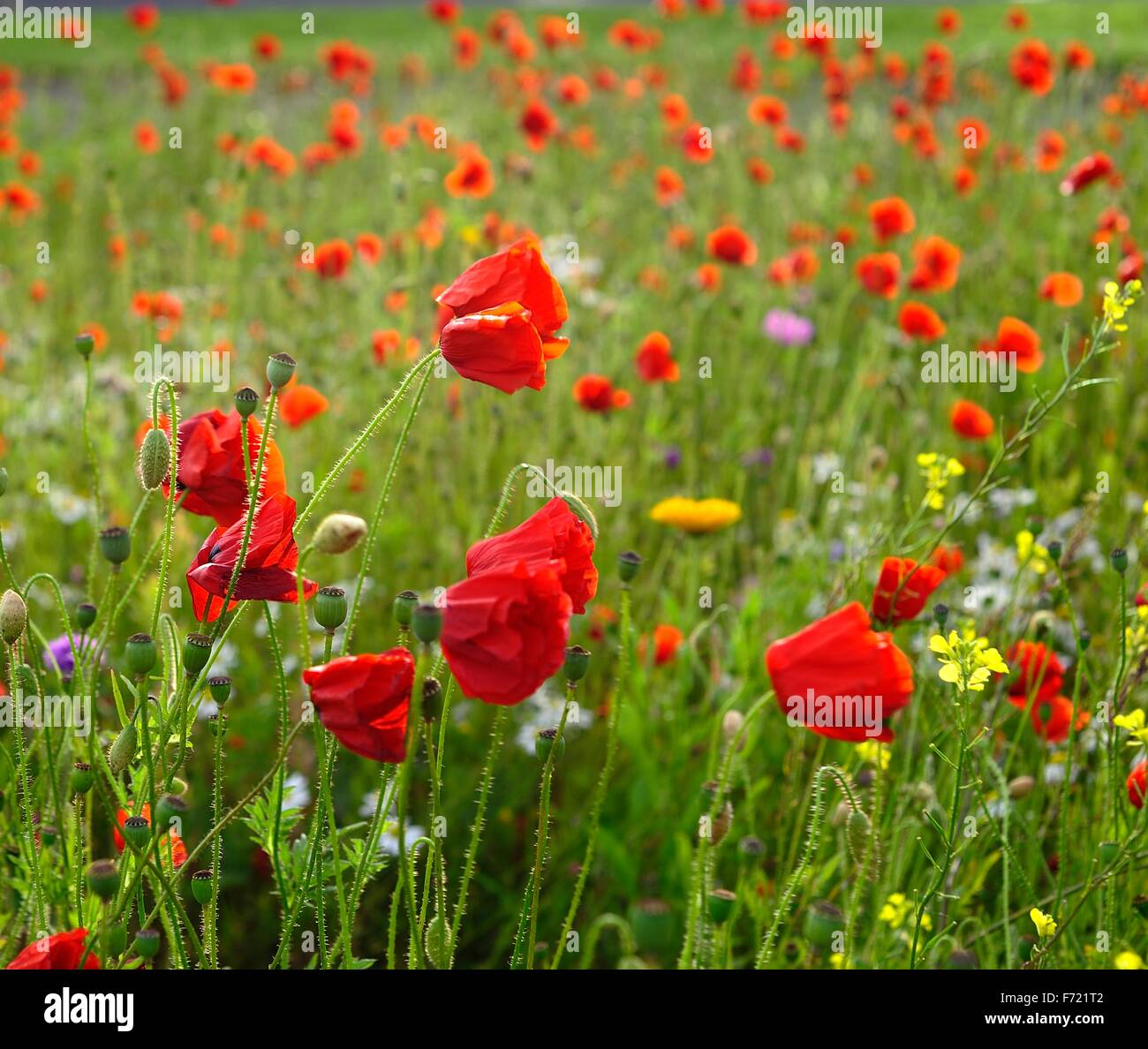 Wild Meadow Red Poppies Stock Photo - Alamy