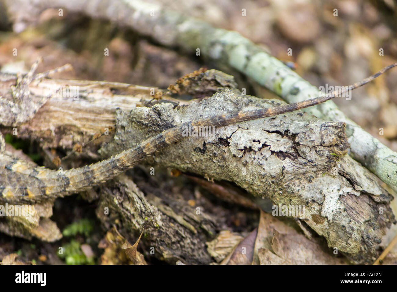 Lizard on a branch Stock Photo - Alamy