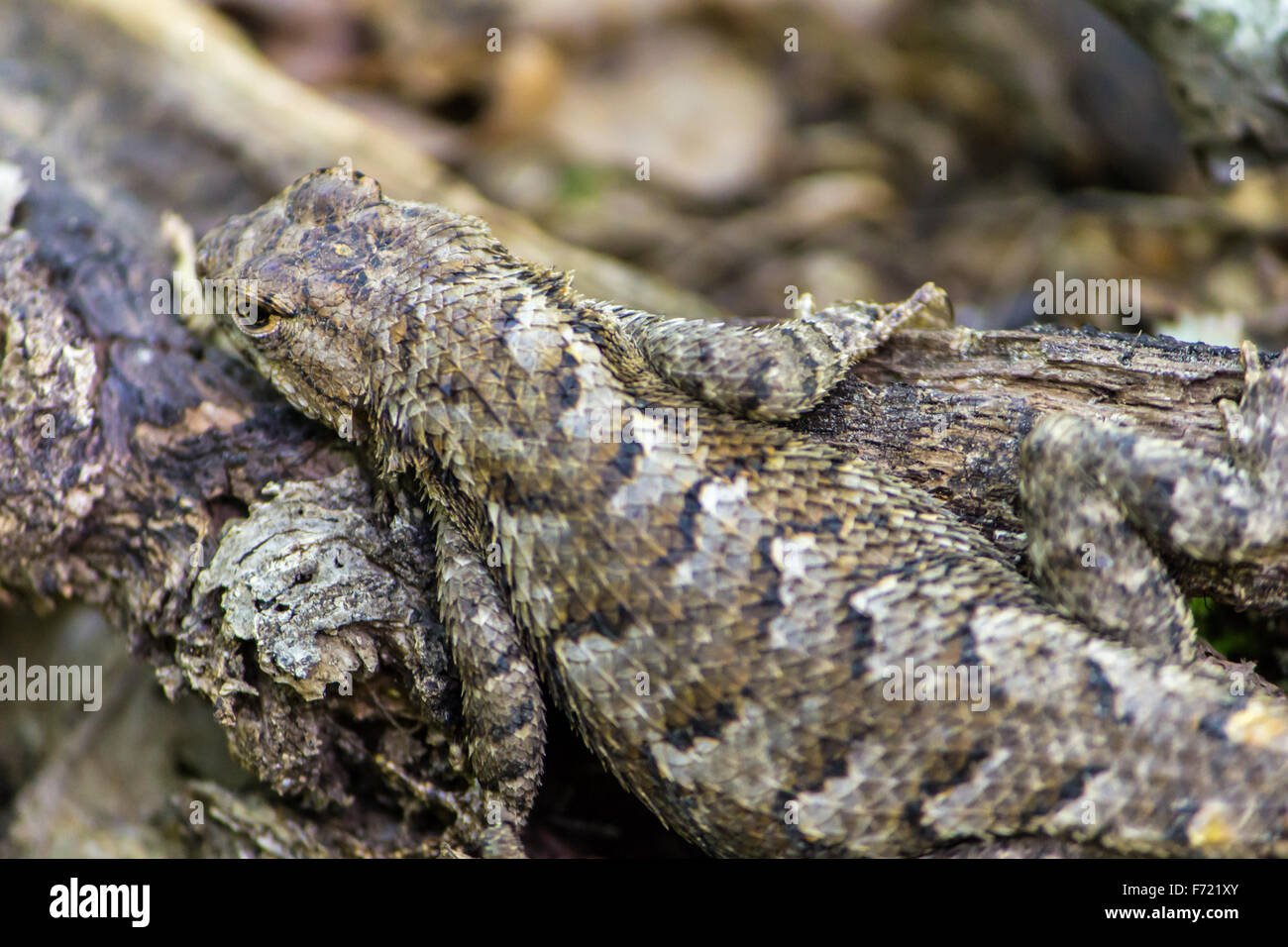 Lizard on a branch Stock Photo - Alamy