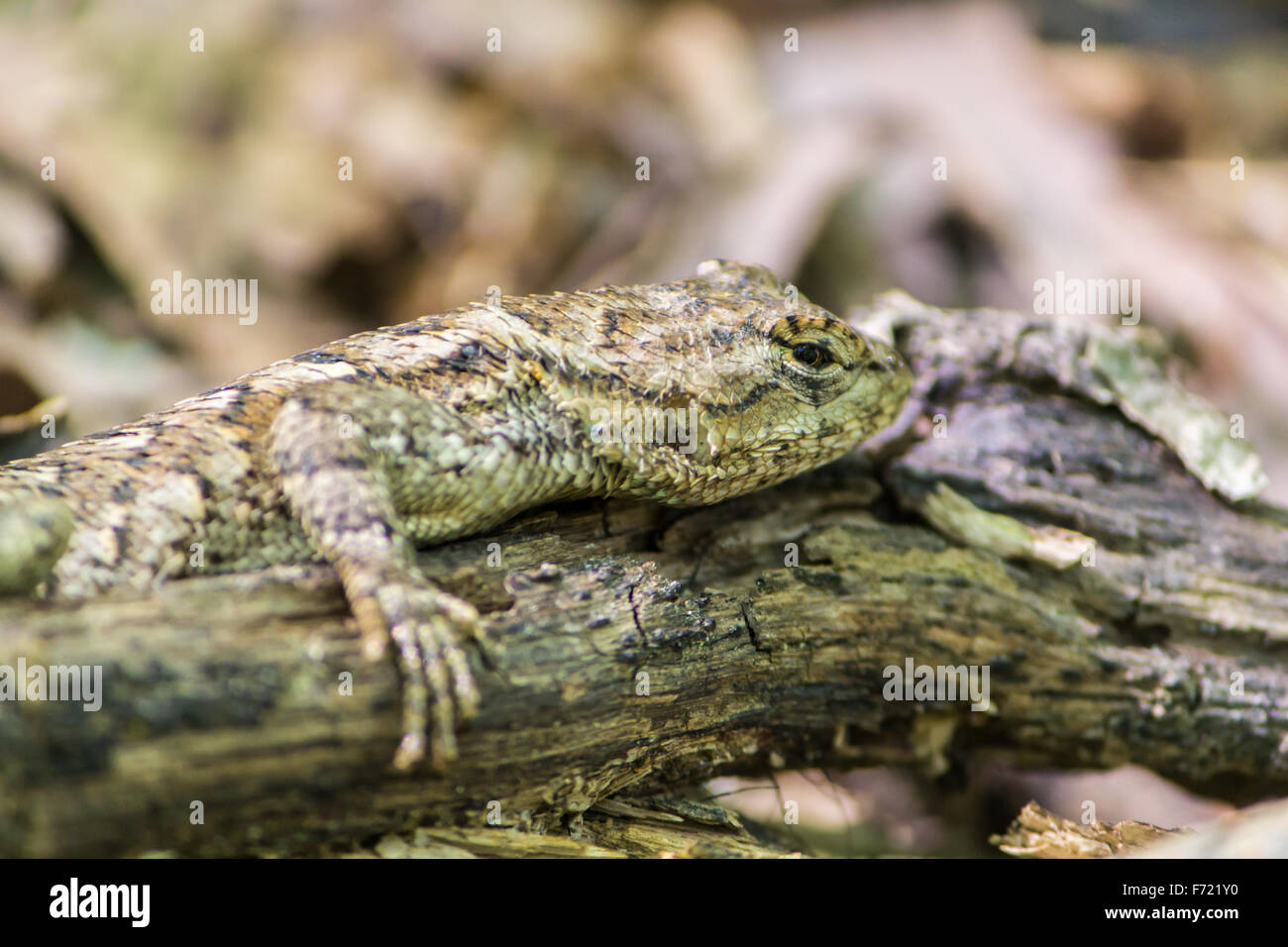 Lizard on a branch Stock Photo - Alamy
