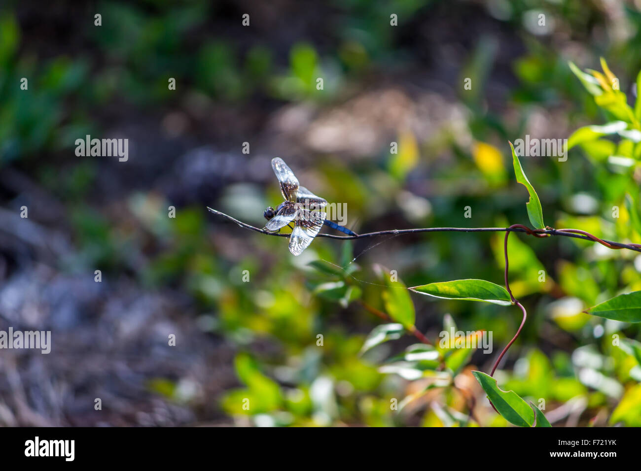 Dragonfly bug hi-res stock photography and images - Alamy