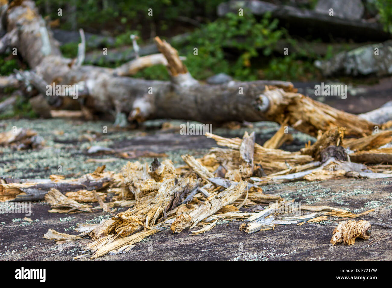 Broken tree on ground hi-res stock photography and images - Alamy