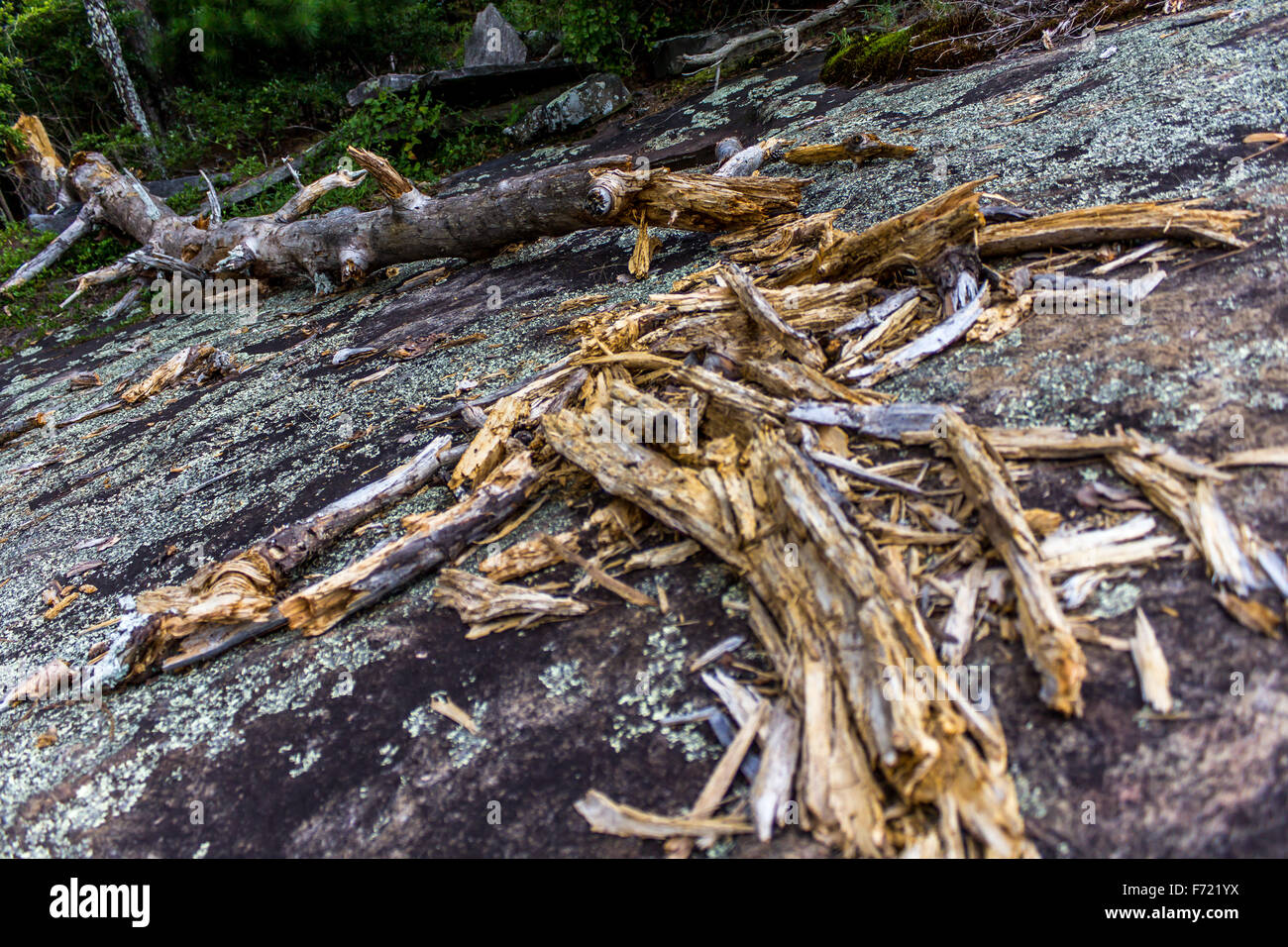 Broken tree on ground hi-res stock photography and images - Alamy