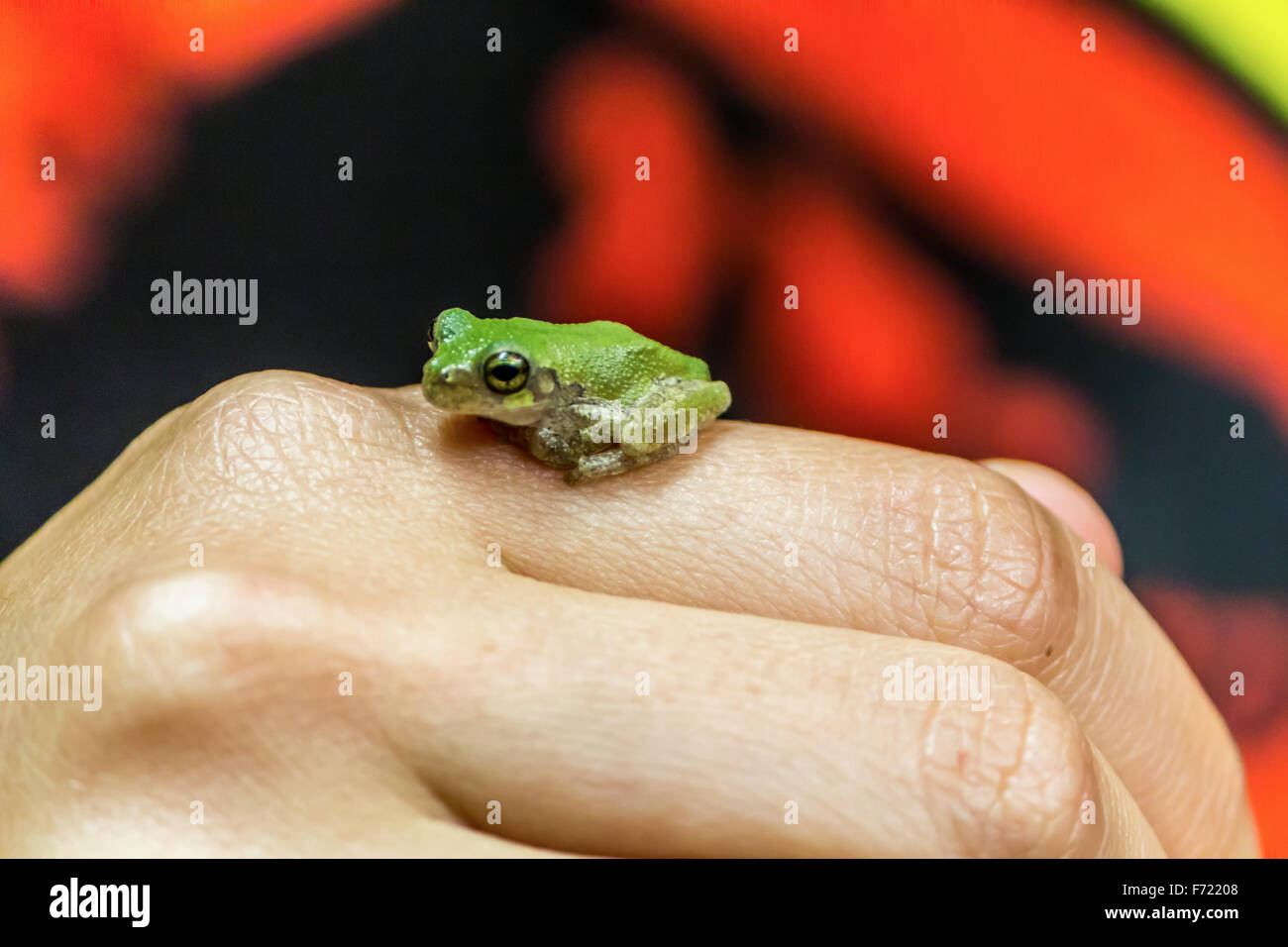 Tiny green frog sitting on a hand Stock Photo - Alamy