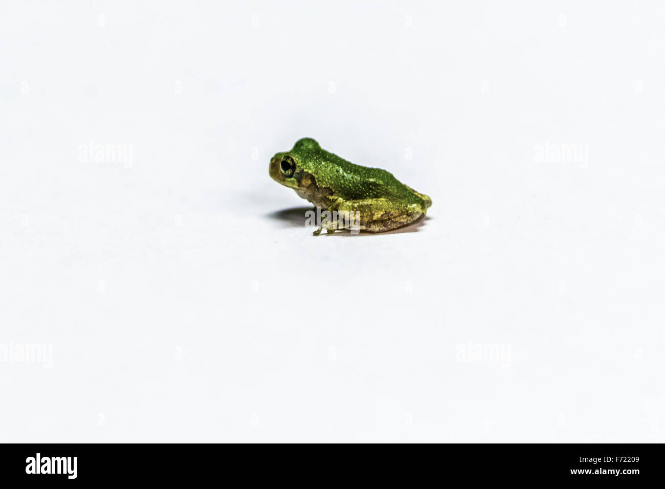 Tiny green frog sitting Stock Photo - Alamy